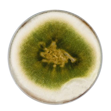 Trichoderma Spp Biofungicida Y Enraizador Mountainside Orgánicos