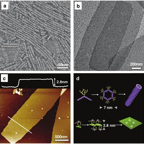 Self Assembled Nanostructures Of 1 And 2 In Aqueous Solution A