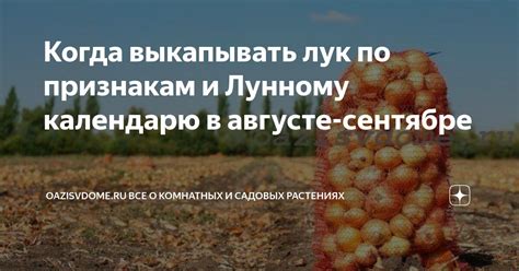 Когда выкапывать лук по признакам и Лунному календарю в августе сентябре Все о