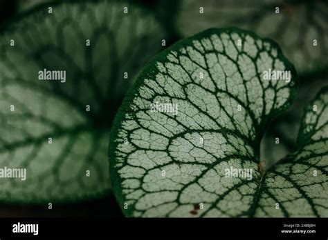 Brunnera Macrophylla Leaf With Veins On Natural Brown Background