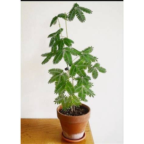 ต้นไมราบในกระถางปลูกประดับน่ารักมินิมอล Sensitive Plant Shopee Thailand