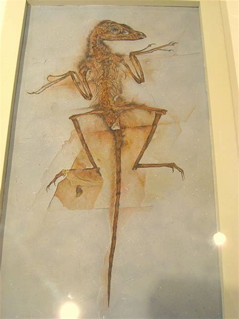 Sinornithosaurus Fossils And Bones Dinosaur Pictures Photos And Facts