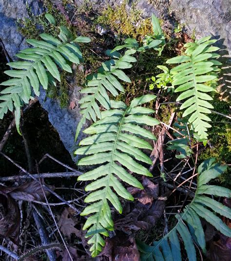 A Guide To Ferns Of The Pacific Northwest IntoCascadia