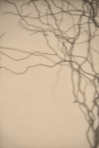 베이지색 콘크리트 벽 질감 배경에 있는 나뭇가지의 그림자 0명에 대한 스톡 사진 및 기타 이미지 0명 갈색 그늘 Istock