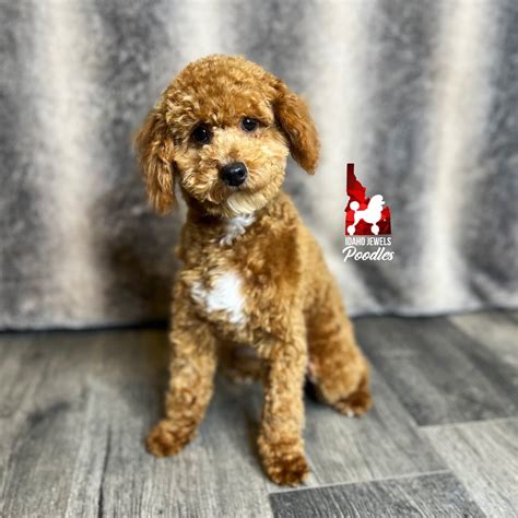Poodle Teddy Bear Cut