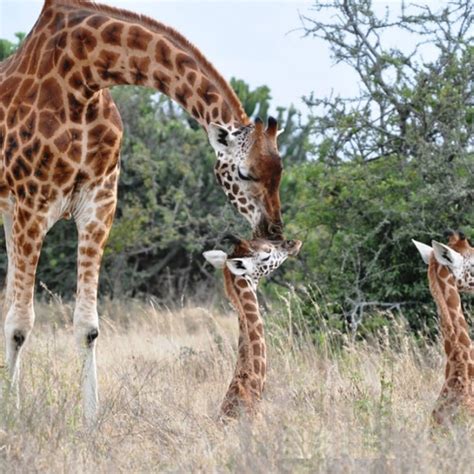 ველური სამყაროს კვირის საუკეთესო ფოტოები The Guardian