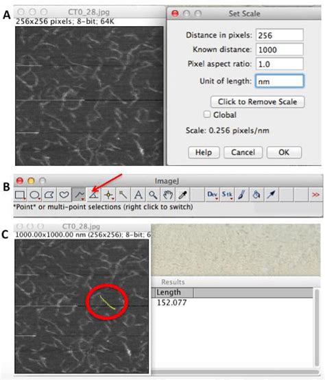 Imagej Workflow A First Set The Scale Of Your Scan Size E G