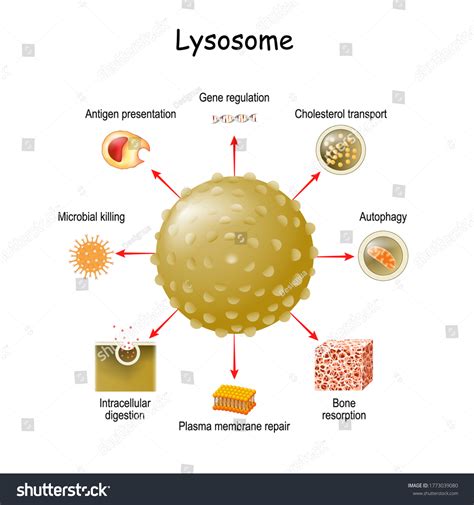 Lysosome Function Multitask Lysosome Intracellular Digestion Stock Vector Royalty Free
