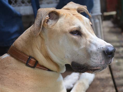 Needs A Home Great Dane Angels