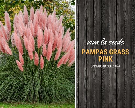 Pampas Grass Pink 100 Seeds Ornamental Grass Cortaderia Etsy