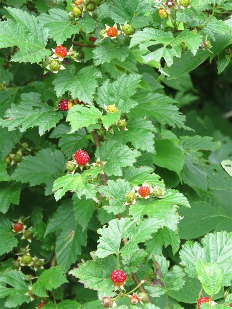Rubus Crataegifolius