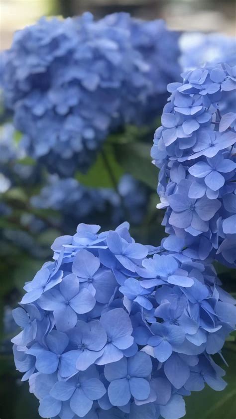 Hydrangea Phone Wallpapers Wallpaper Cave