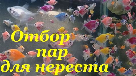 Отбор тернеции глофиш на производ Тернеция разведение Личный опыт - YouTube