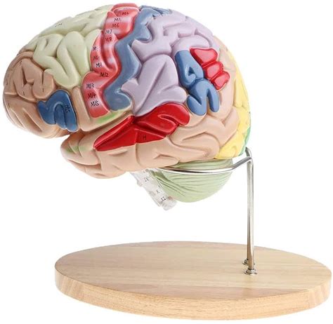 Anatomy Model Educational Model Human Brain Anatomy Model 2 X