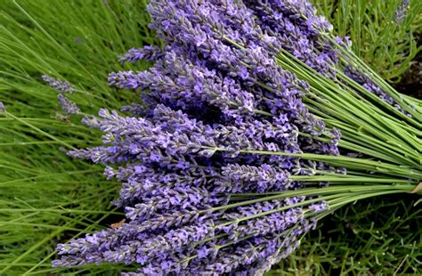 Завантажити Тюльпани шпалери на компютер безкоштовно кращі Тюльпани