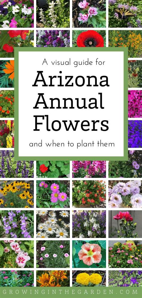 Arizona Annual Flowers Planting Guide Flower Planting Guide Annual