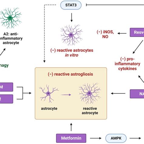 Nad Biosynthetic Pathways Na Is Converted To Nad Via The Download Scientific Diagram
