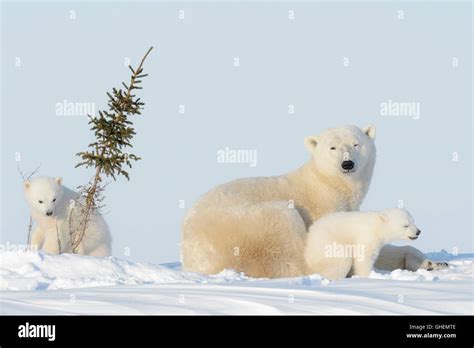 Polar Bear Mother Ursus Maritimus Playing With Two Cubs Wapusk