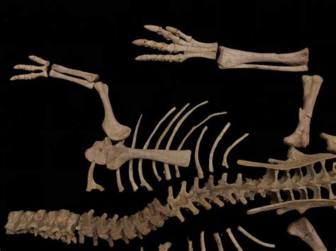 Dinosaur Fossil Skeleton Psittacosaurus 82 Cm Catawiki