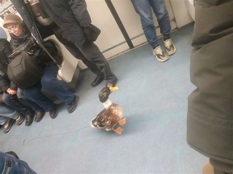 Утка подрабатывает в метро | Пикабу