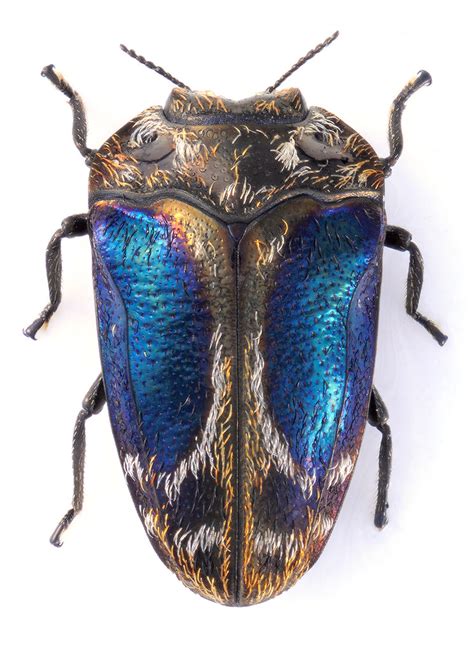 Habroloma Lewisi Kohichiro Yoshida Flickr