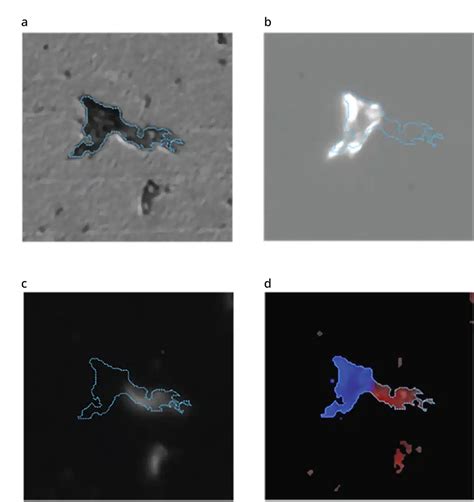 particle vue automated particle analysis software halo labs
