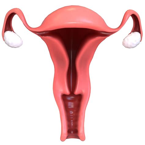 Female Reproductive System 3d Model Cgtrader