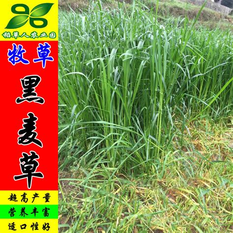 麒麟黑麦草种子四倍体宽叶型牧草籽猪牛羊鸡鸭鹅鱼兔南北方包邮 虎窝淘