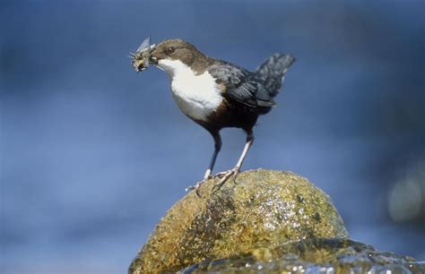 Dipper Bird In Springwatch 2013