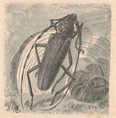 Antique Engraved Illustration Of The Longhorn Beetle Vintage