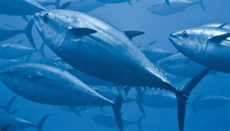 চুল পড়া বন্ধ হাড় হবে শক্ত হার্টের রোগ পালাবে যায়যায়দিন