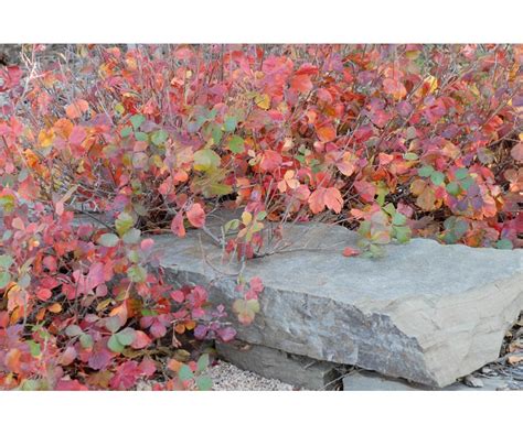 Colorado Springs Utilities Xeriscaping Gro Low Sumac