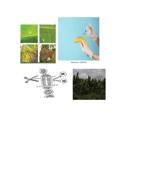 Modificacion Genetica Pdf