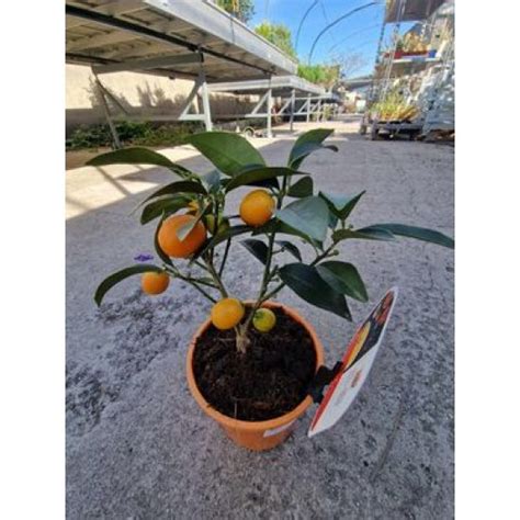 Кумкуат Onika от Plants.bg с отлична цена
