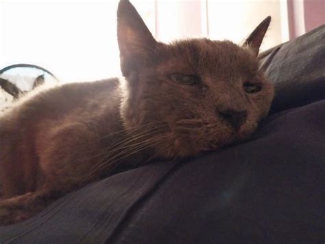 My Old Girl Shes 15 Rrussianblue