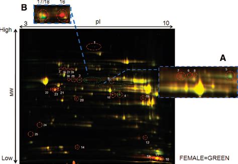 Figure 2 From Sex Differences In The Phosphorylation Of Mitochondrial