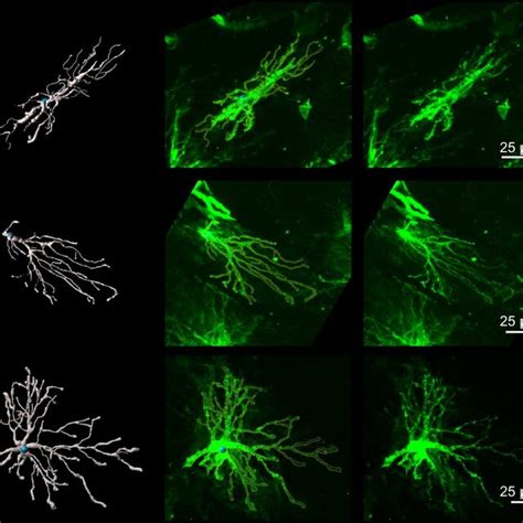 3d Astrocyte Models Reflect Respective Confocal Images 784 Download