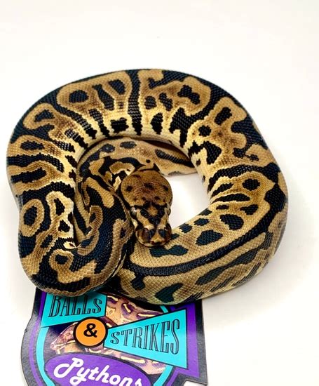 Yb Batman Maker Ball Python By Balls And Strikes Pythons