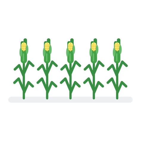 Best Cartoon Of A Corn Stalk Illustrations Royalty Free Vector