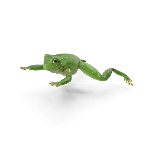 Frog PNG Images PSDs For Download PixelSquid