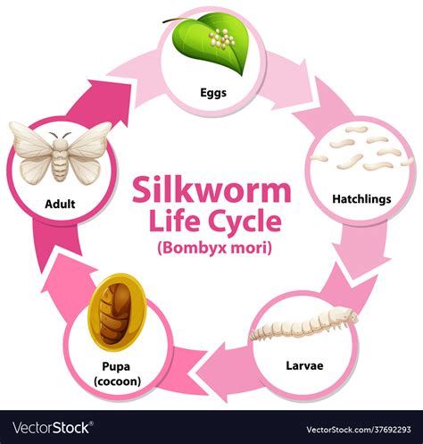 Diagram Showing Life Cycle Silkworm Royalty Free Vector