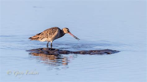 Bar Tailed Godwit Birdforum
