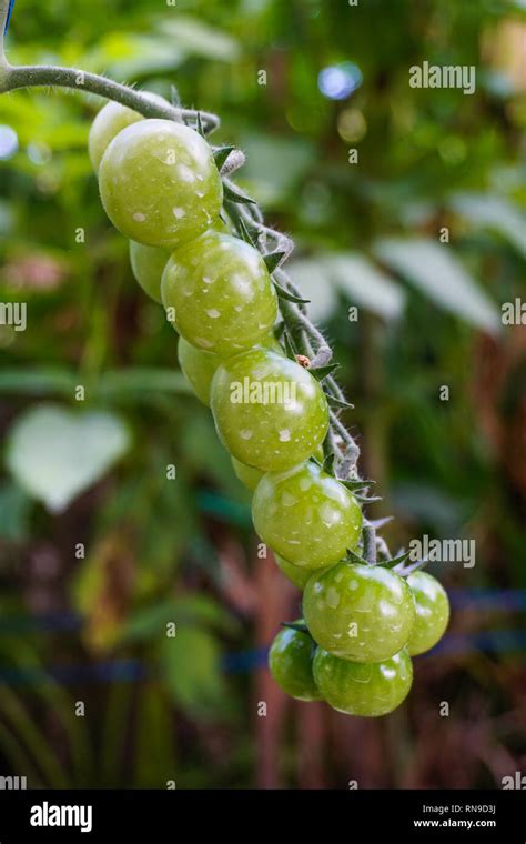 Green Tomatoes At The Green House In Cameron Highlands Malaysia Stock
