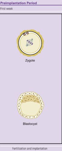 Chapter Prenatal Development Flashcards Quizlet