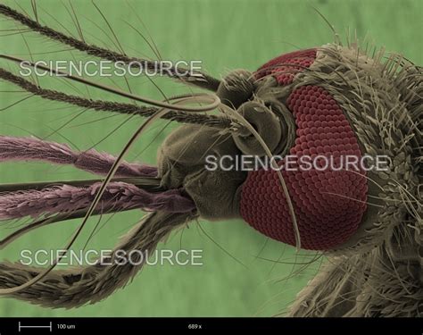 Mosquito Under Microscope