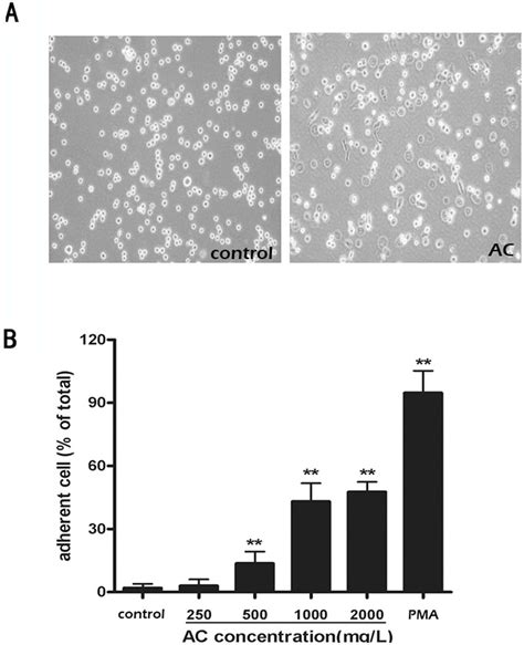 Ac Extract Induced Thp 1 Differentiation In A Dose Dependent Manner