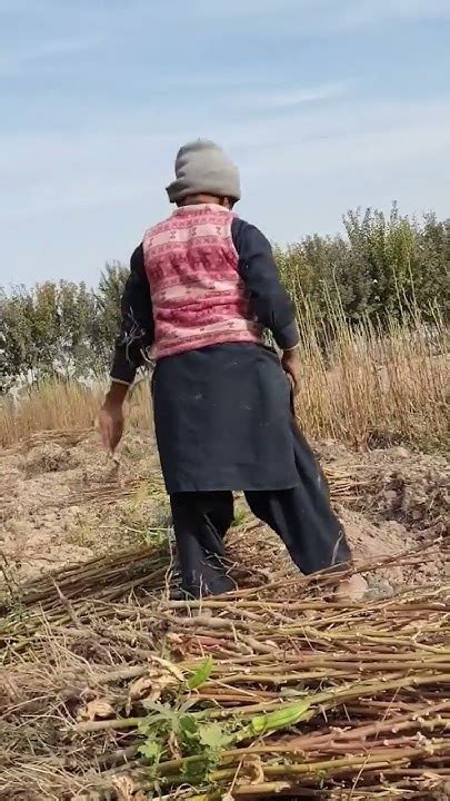 پدر بیل میزنه پسر جمع می‌کنه Youtube