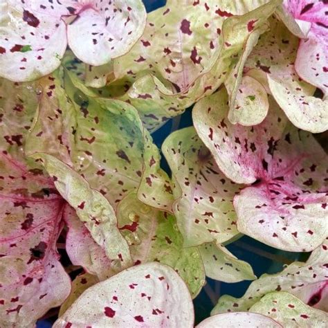 Caladium Art Print By LaurenW Designs Society6 Art Prints Caladium