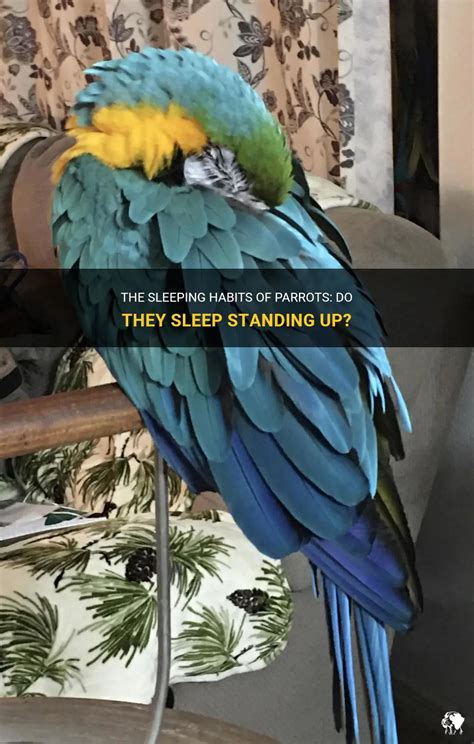 The Sleeping Habits Of Parrots Do They Sleep Standing Up Petshun