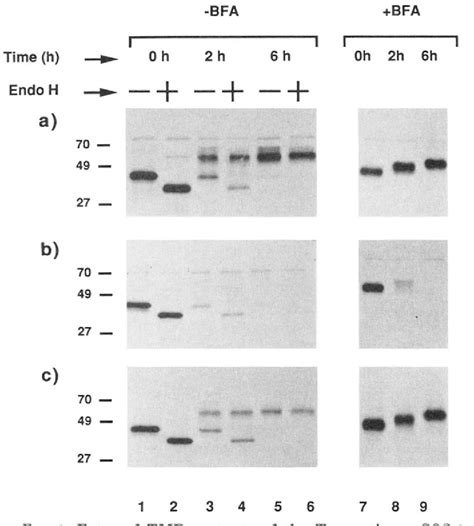 Figure 1 From Transmembrane Domain Length Affects Charge Mediated